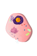 Cell ABC - Structure and Function - Velocity Educore